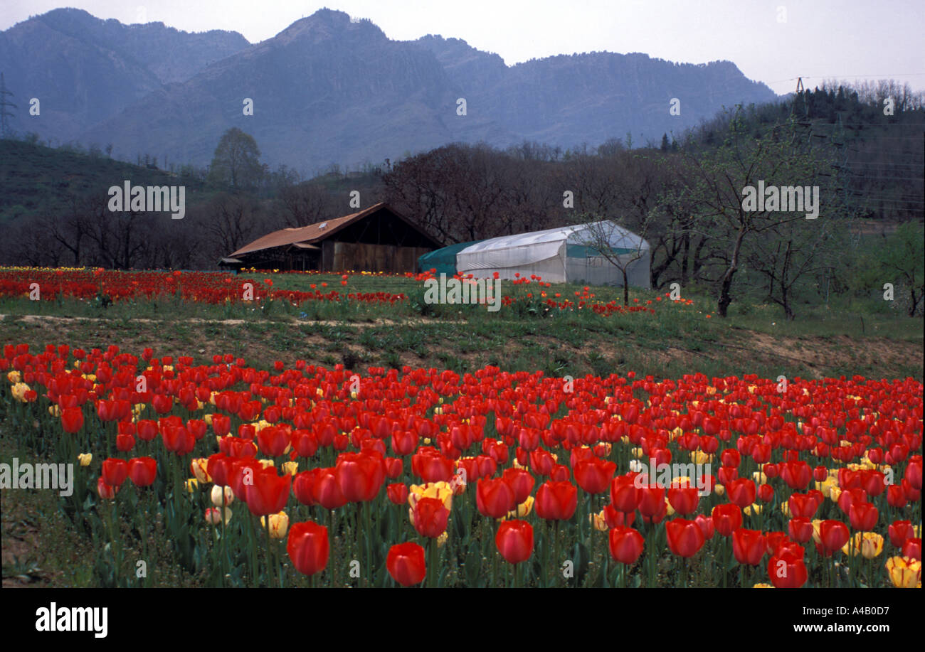 Tulip fields in Srinagar botanical garden Jammu Kashmir India Stock ...