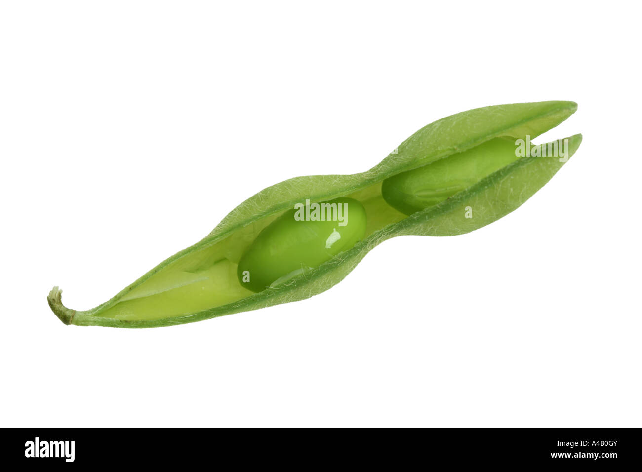 Soy bean Cut Out Stock Images & Pictures - Alamy
