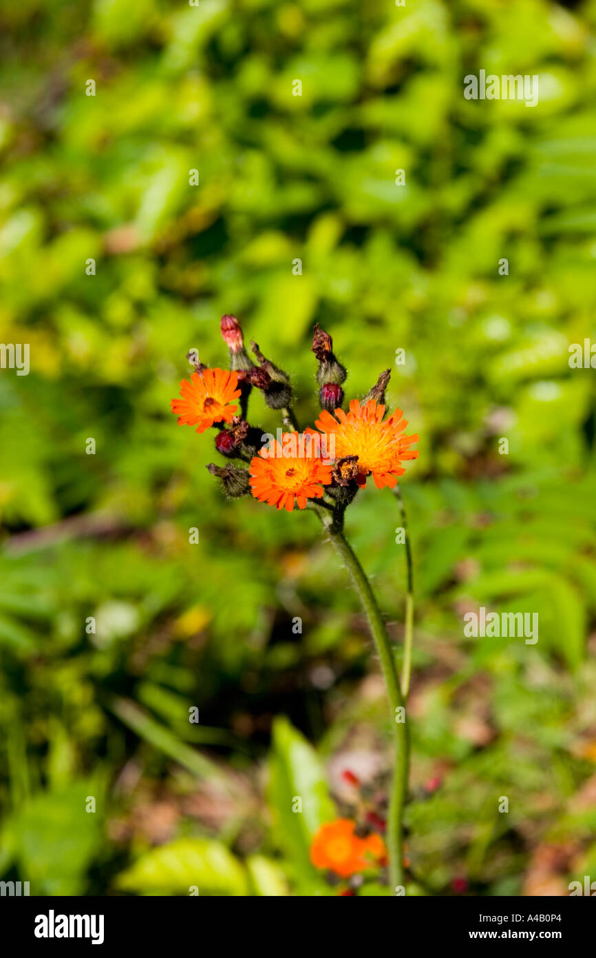 Devils paint brush hi-res stock photography and images - Alamy