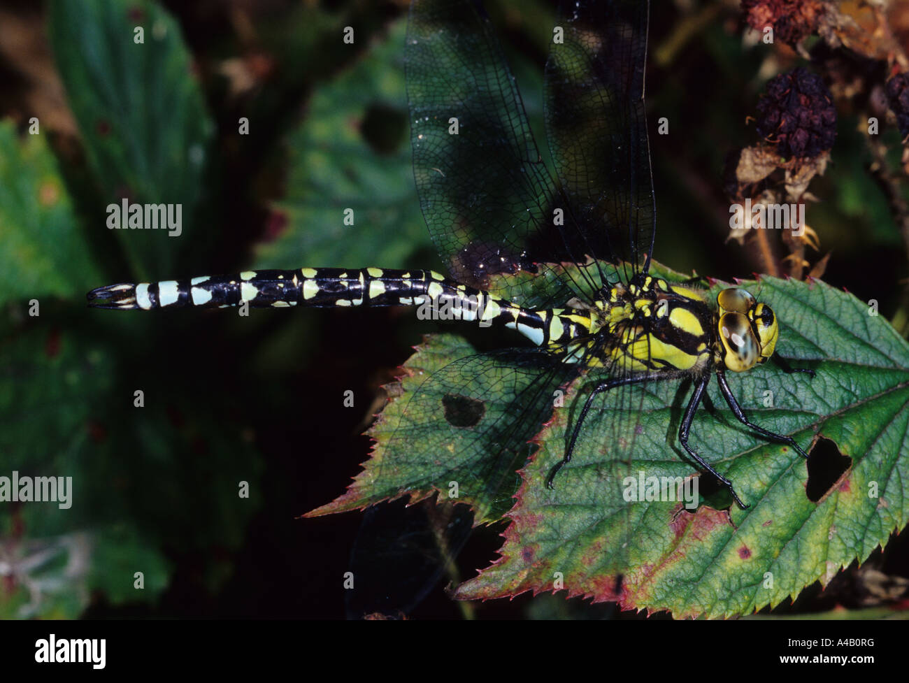 Southern Aeshna Dragonfly (Aeshna cyanea) in the uk Stock Photo - Alamy