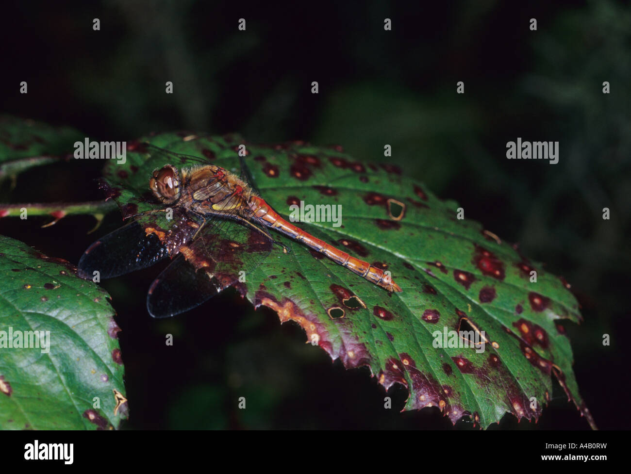 Common sympetrum (Sympetrum striolatum) in the uk Stock Photo - Alamy