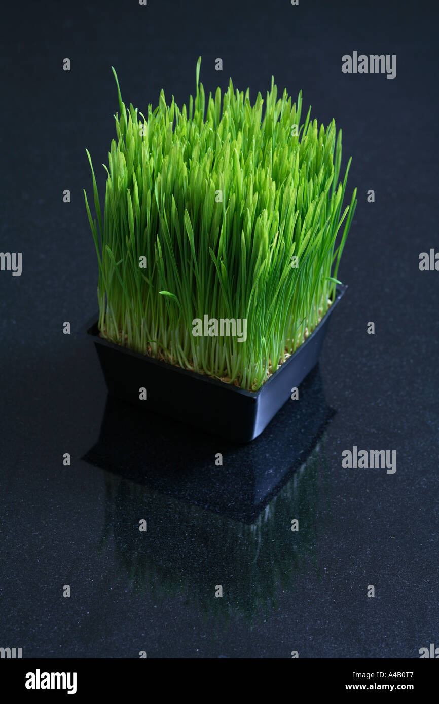 Wheatgrass in container Stock Photo - Alamy