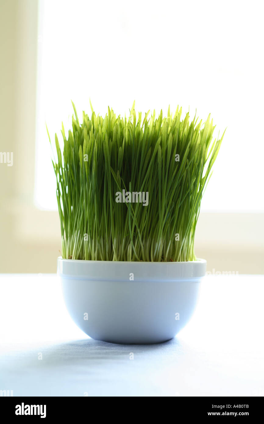 Tall wheatgrass hi-res stock photography and images - Alamy