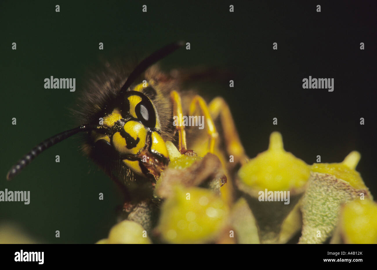 Common Wasp (Vespula vulgaris) in the uk Stock Photo - Alamy
