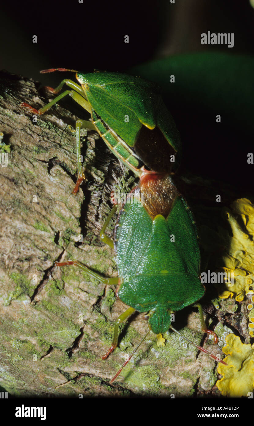 Common Green Shield Bugs Mating (Palomena prasina) in the uk Stock ...