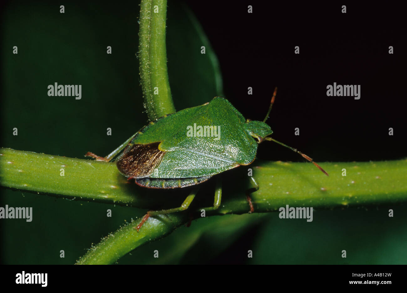 Common Green Shield Bug (Palomena prasina) in the uk Stock Photo - Alamy