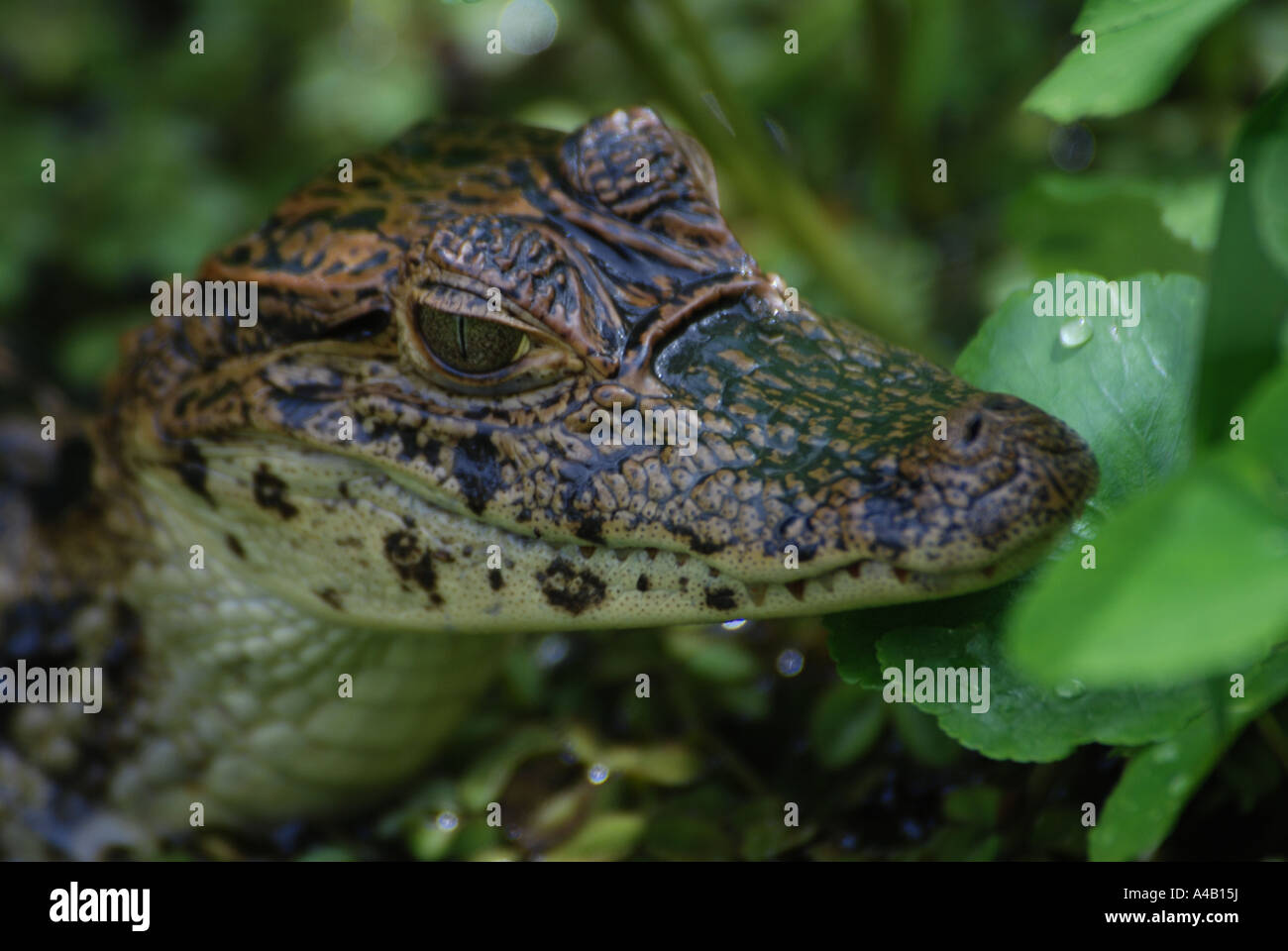 Baby caiman hi-res stock photography and images - Alamy