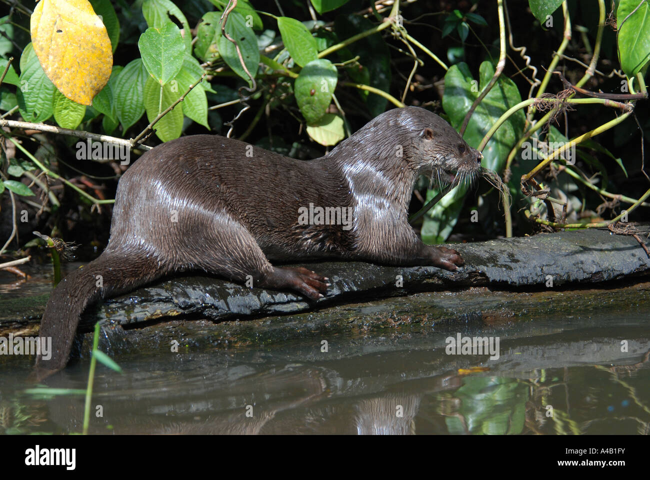 Lutra longicaudis hi-res stock photography and images - Alamy