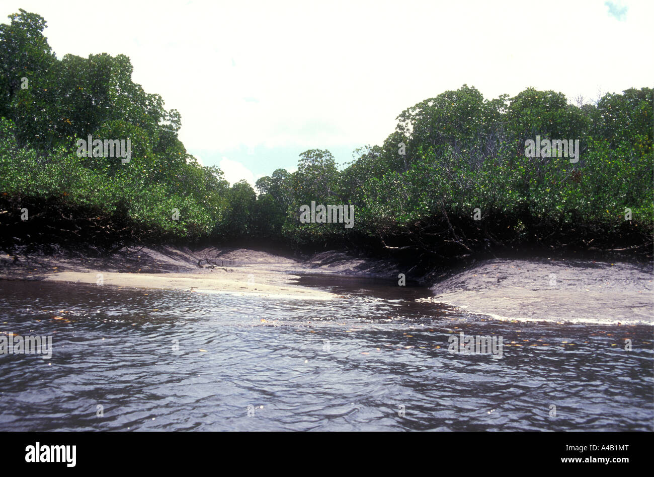 Mangrove trees at low tide Lamu Island Kenya coast East Africa Stock ...