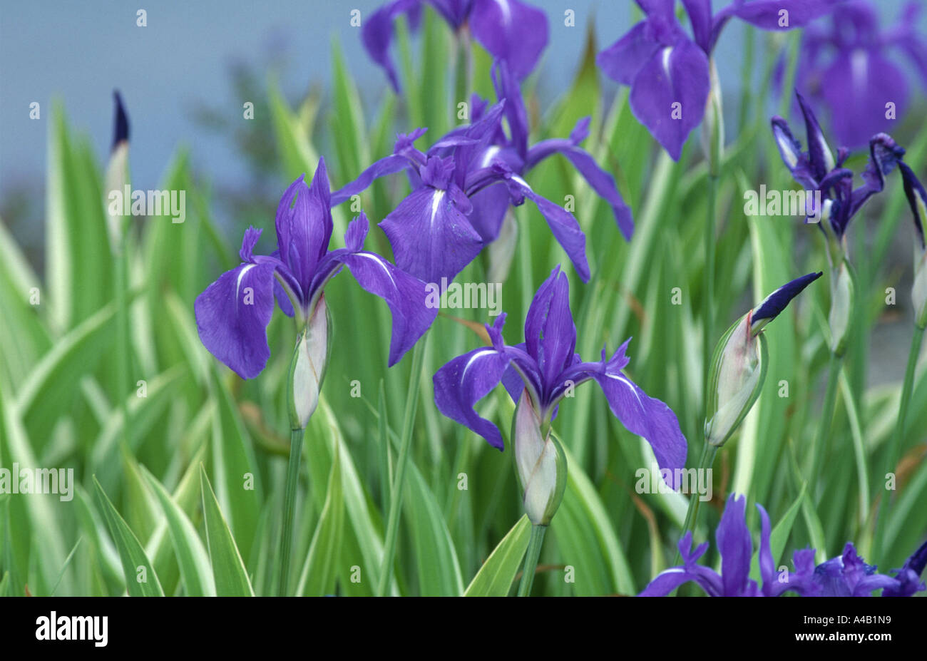 Iris laevigata variegata hi-res stock photography and images - Alamy