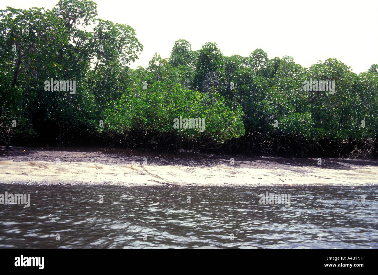Mangrove trees at low tide Lamu Island Kenya coast East Africa Stock ...