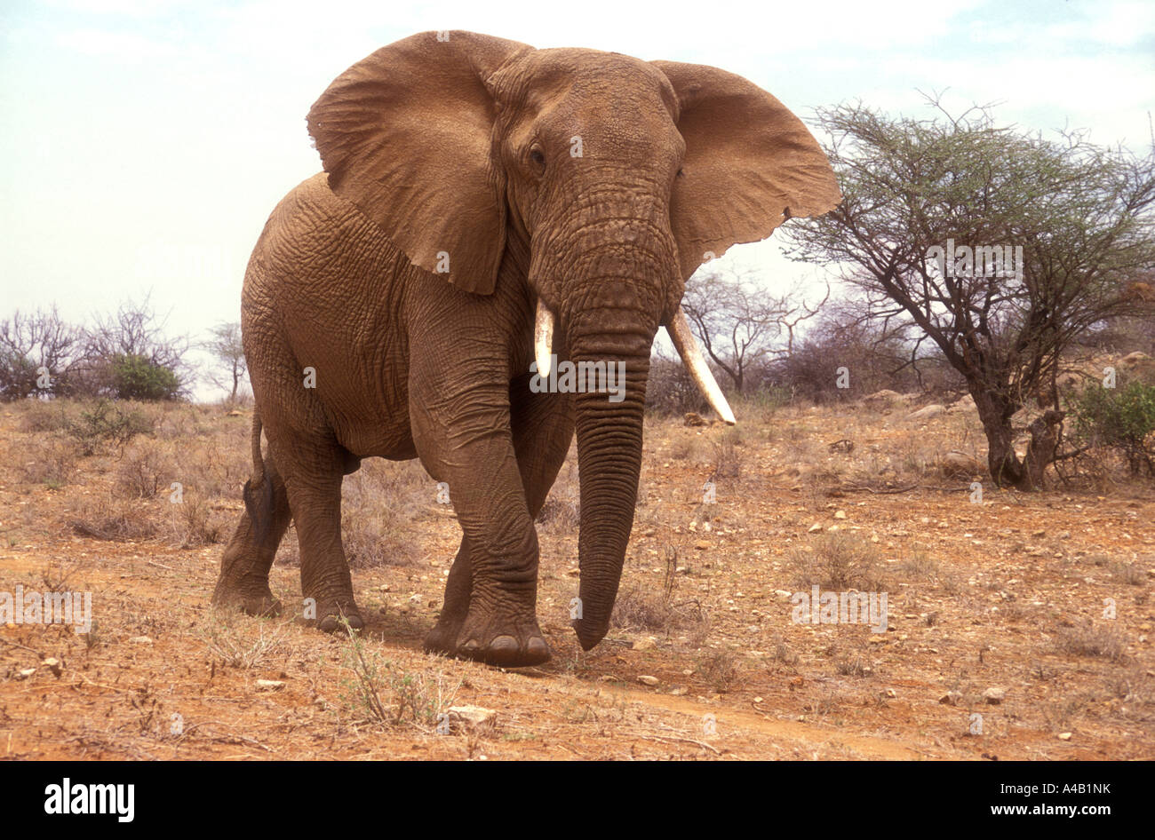 Elephant approaching with ears out in warning display Samburu National ...