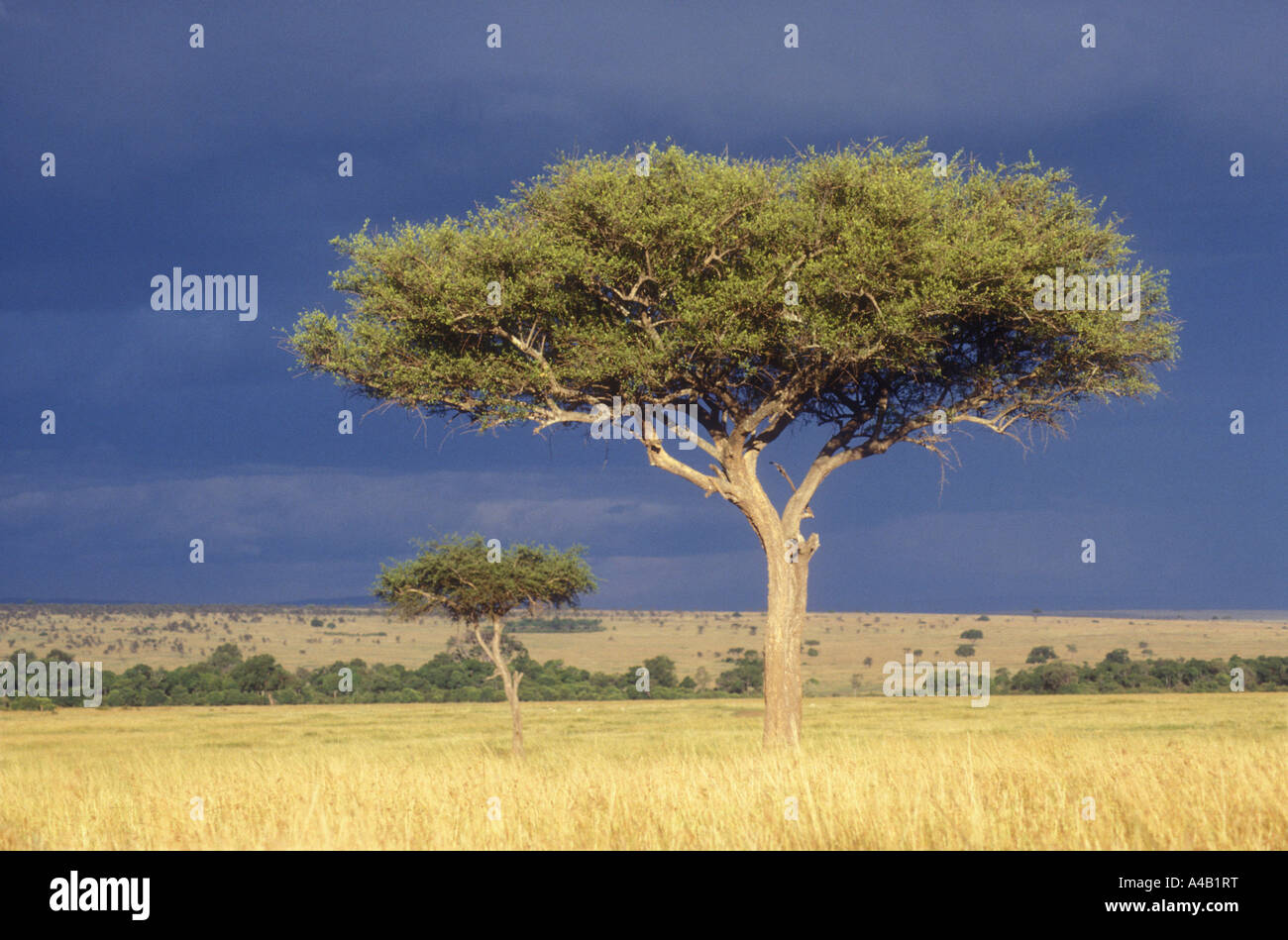 Balanites tree in golden sunshine with dark sky behind Masai Mara ...