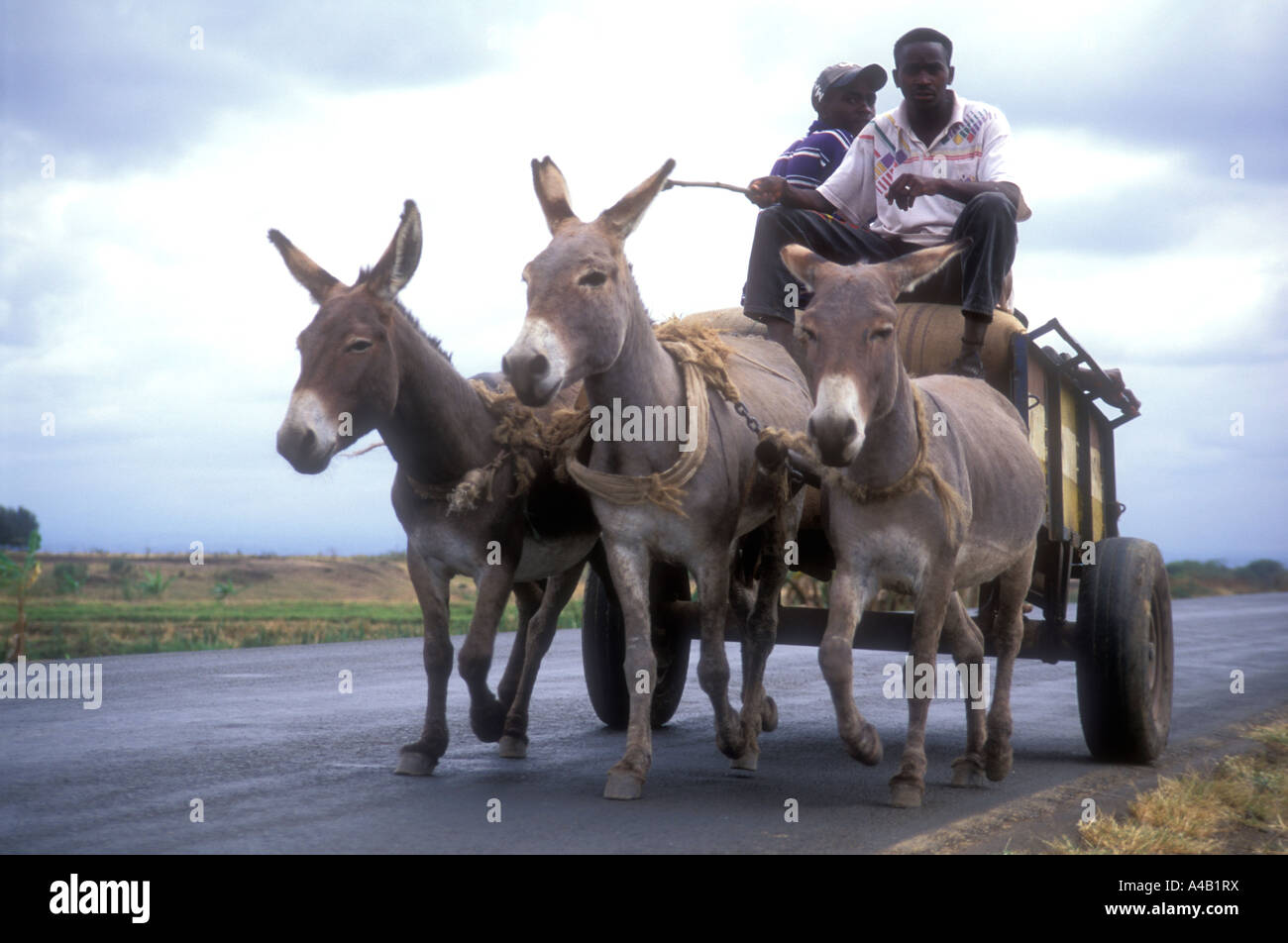 Three donkeys pulling a cart loaded with sacks of rice Meru District ...