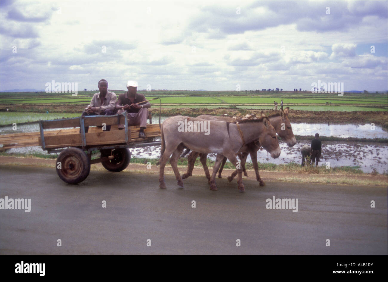 Three donkeys pulling a cart loaded with timber and planks of wood Meru ...