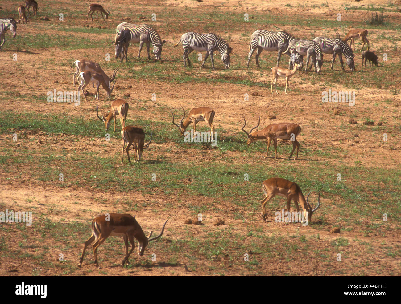 Impala and zebra on safari hi-res stock photography and images - Alamy