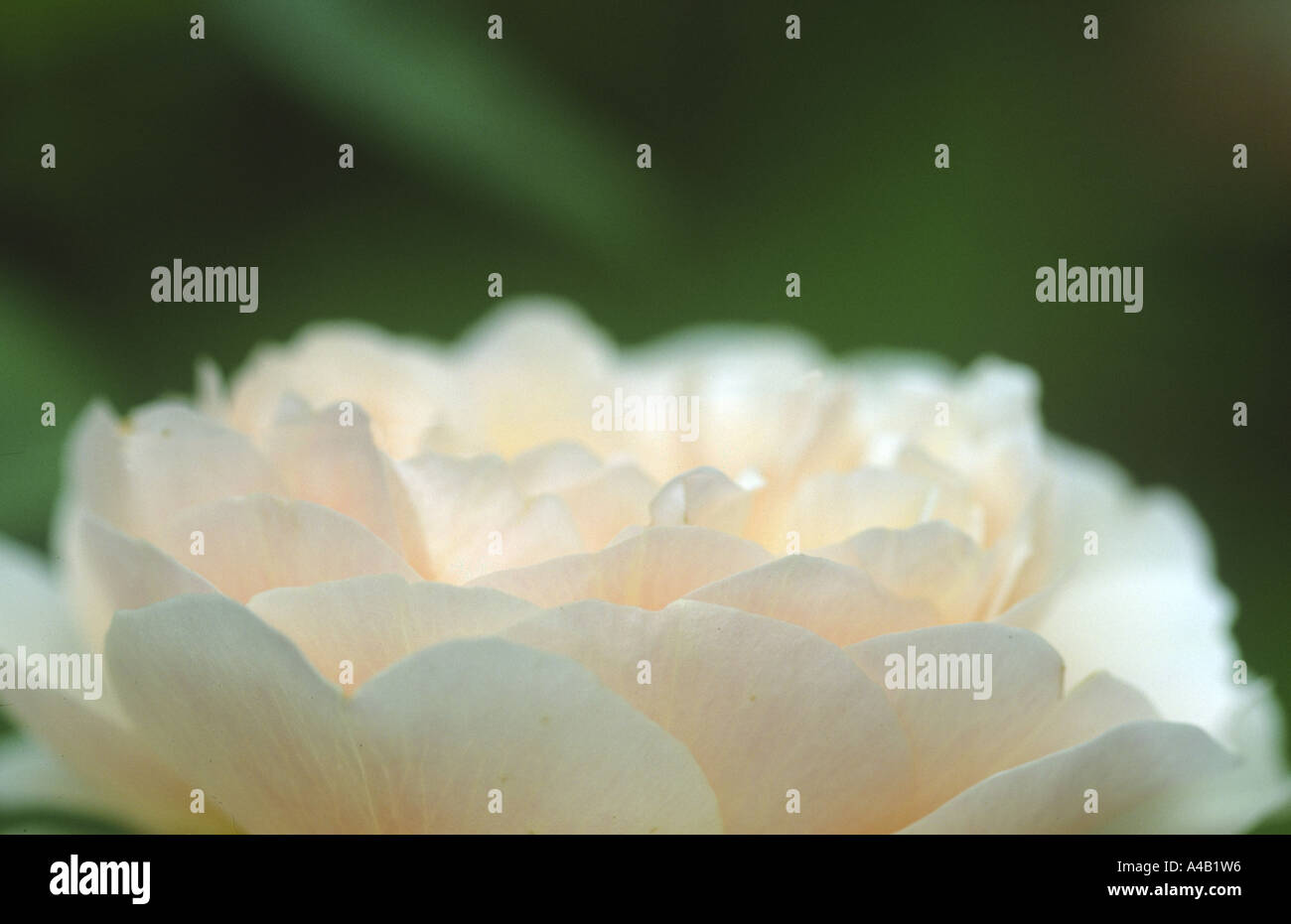 white rose viewed from the side Stock Photo - Alamy