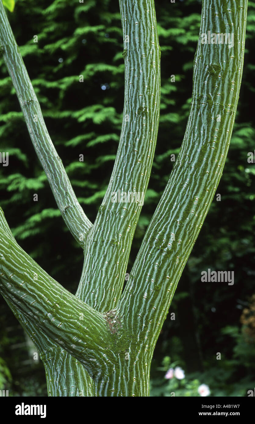 Snake Bark Maple High Resolution Stock Photography and Images - Alamy