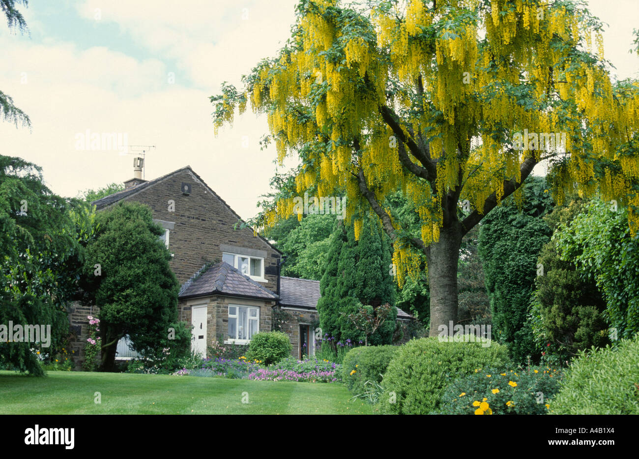 large garden with laburnum tree in blossom Stock Photo - Alamy