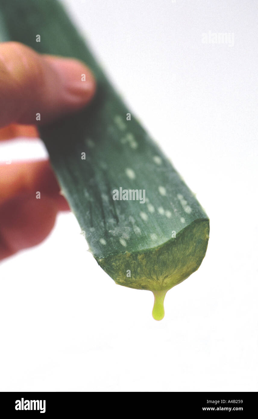 Aloe vera dropping sap Stock Photo - Alamy