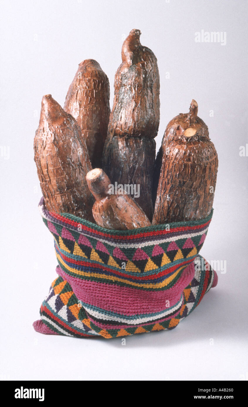 Tapioca Mandioca Manihot utilissima Stock Photo - Alamy