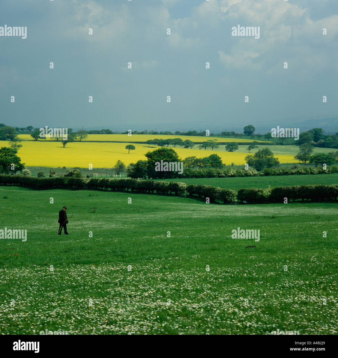 farmer manually removing nettles from his field Stock Photo - Alamy