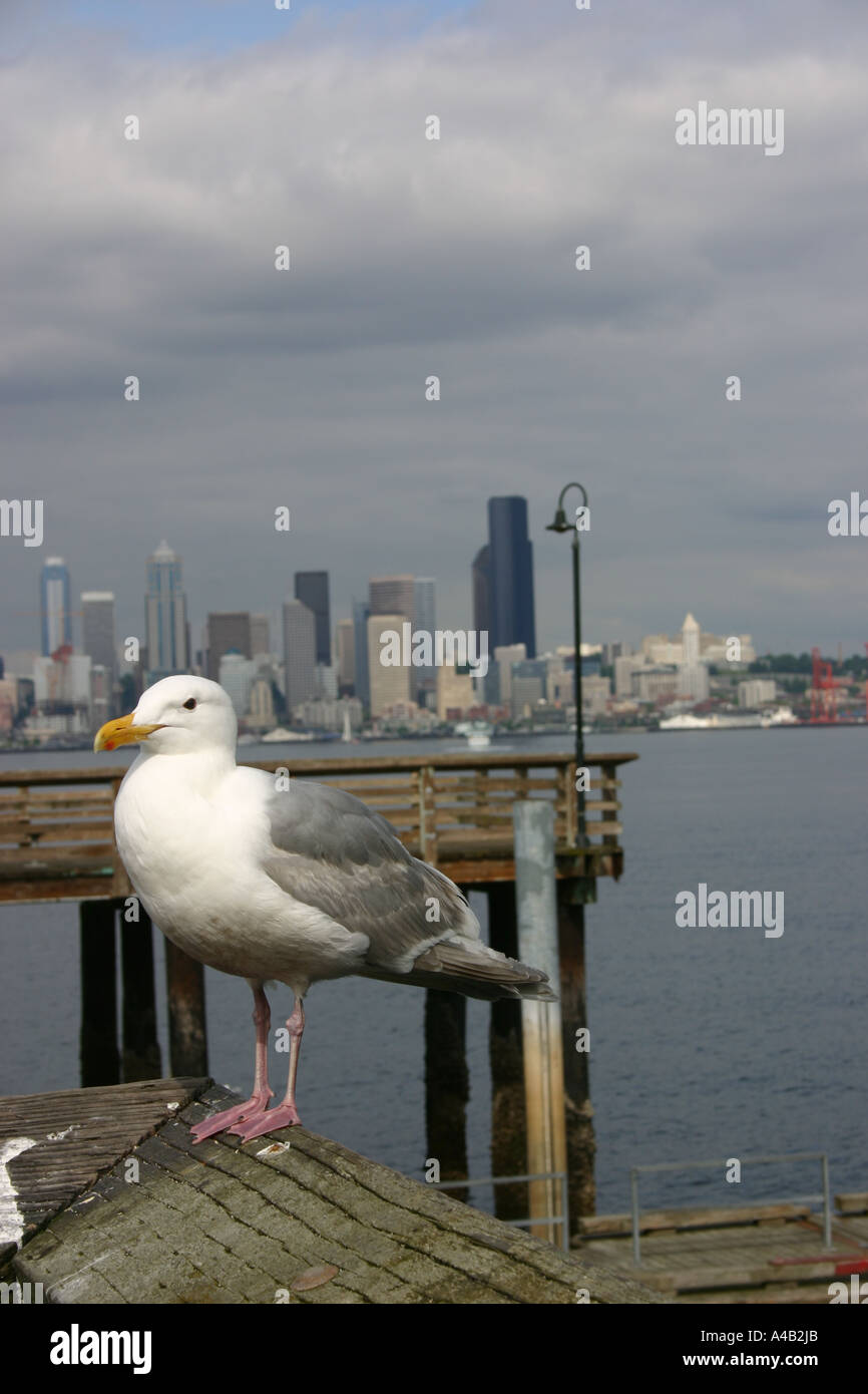 USA, Washington, Seattle, Seagull on railing in front of Seattle ...