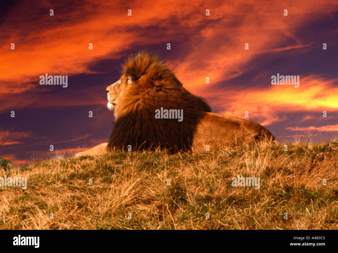 Lion at rest with sunset Stock Photo - Alamy