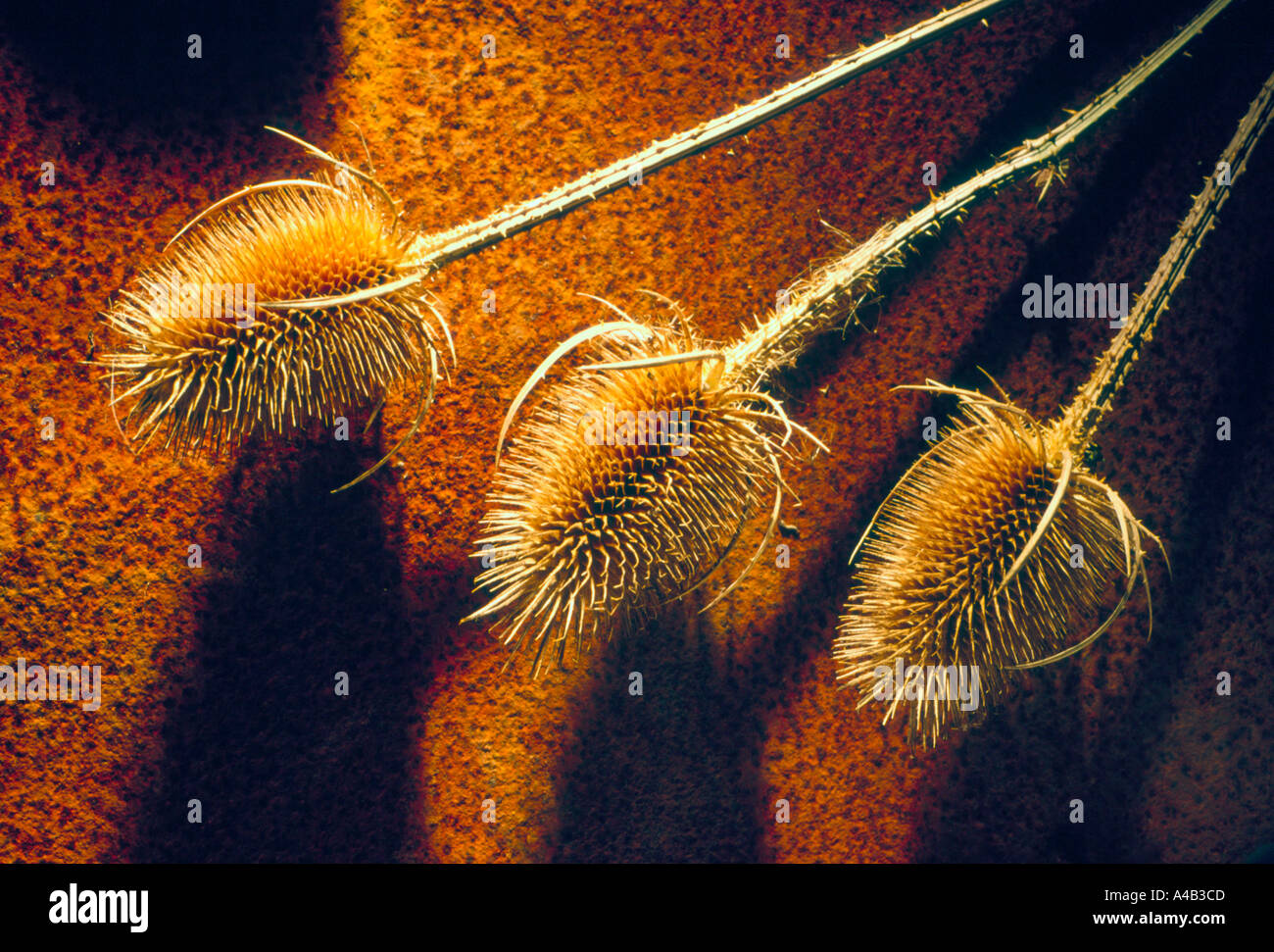 Spear thistle teasel vulgar teasel on rusted metal background Stock ...