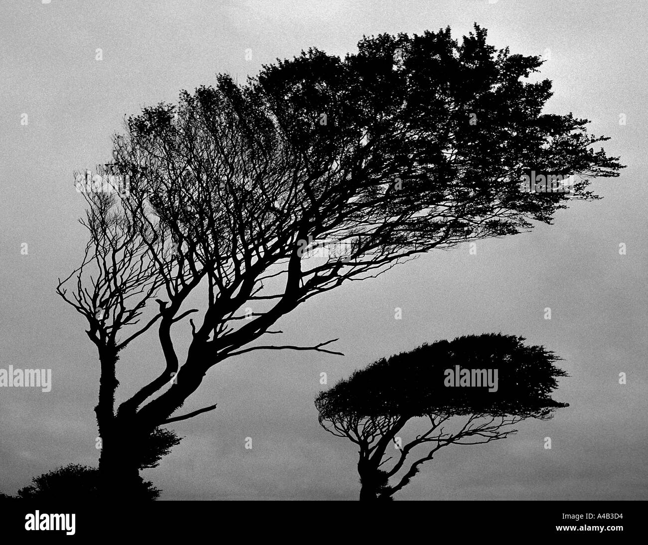 Wind shaped trees in Devon England Stock Photo - Alamy
