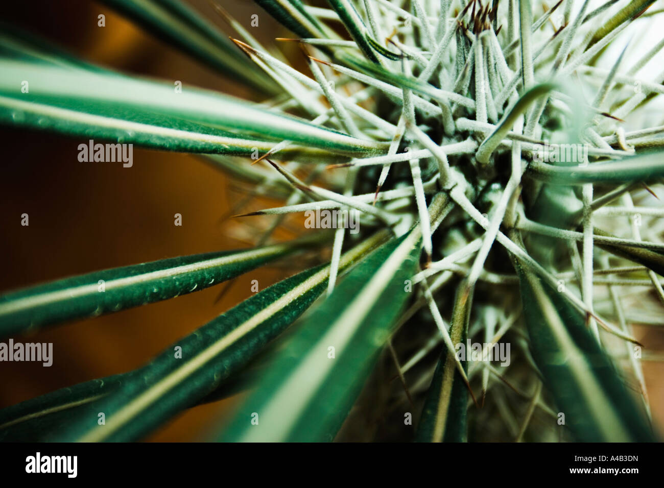 cactus with leaves Stock Photo - Alamy