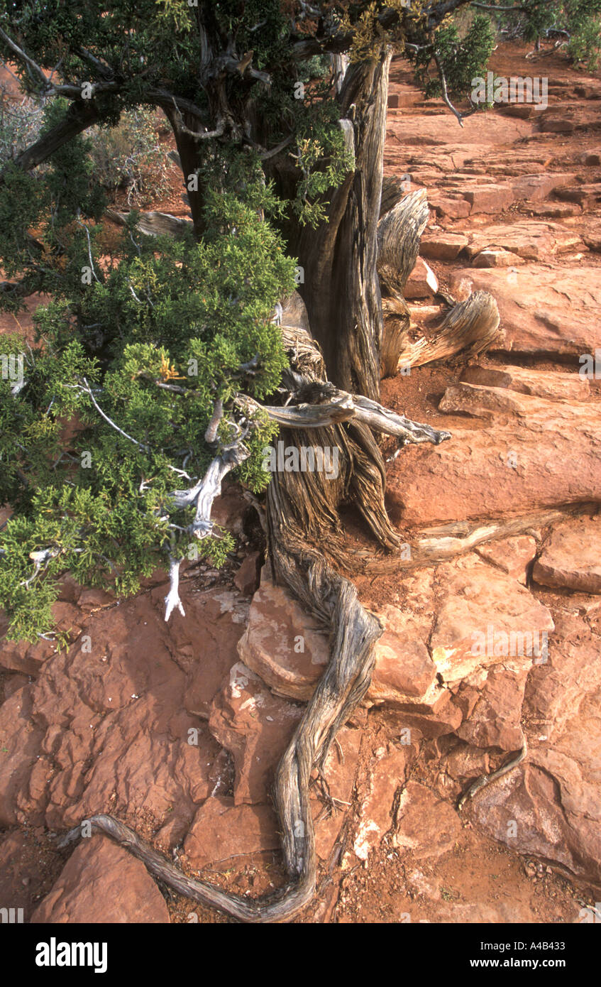 Red rocks and tree roots hi-res stock photography and images - Alamy