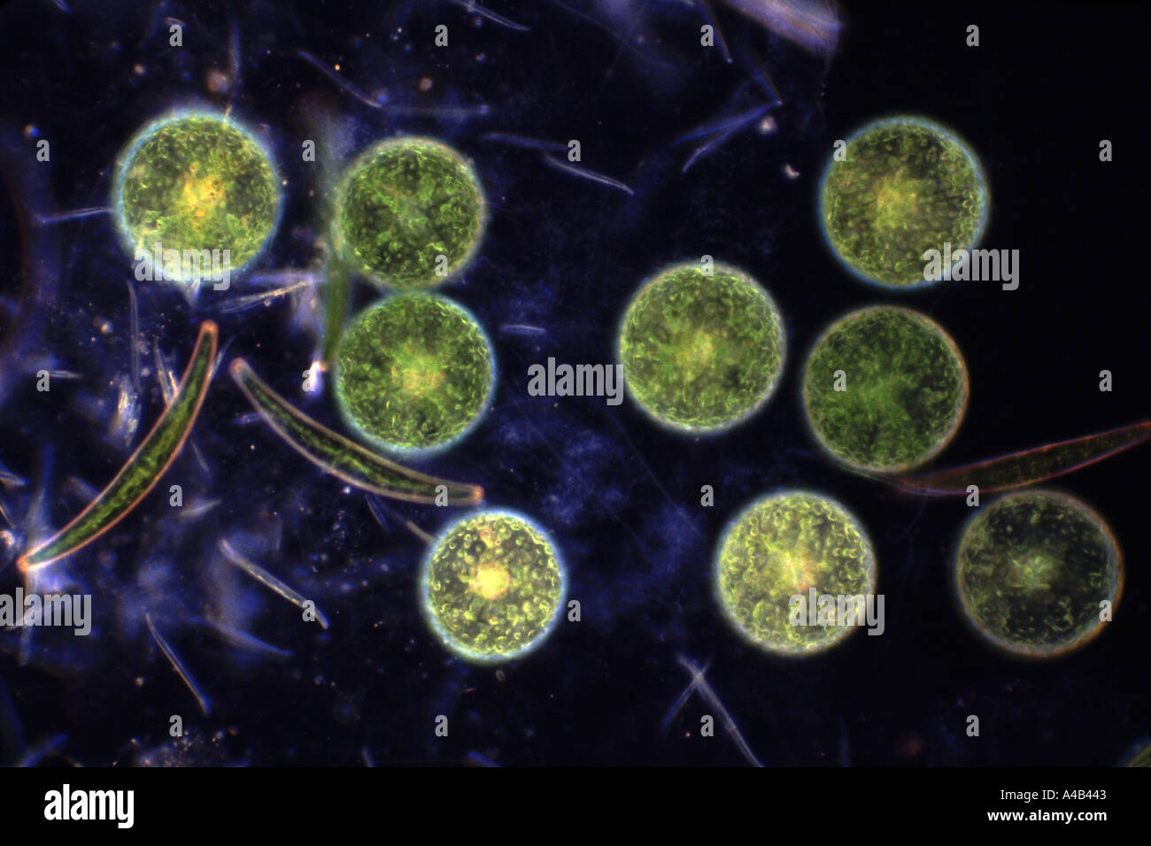 Photomicrograph of living green algae Eremosphaera and desmid ...