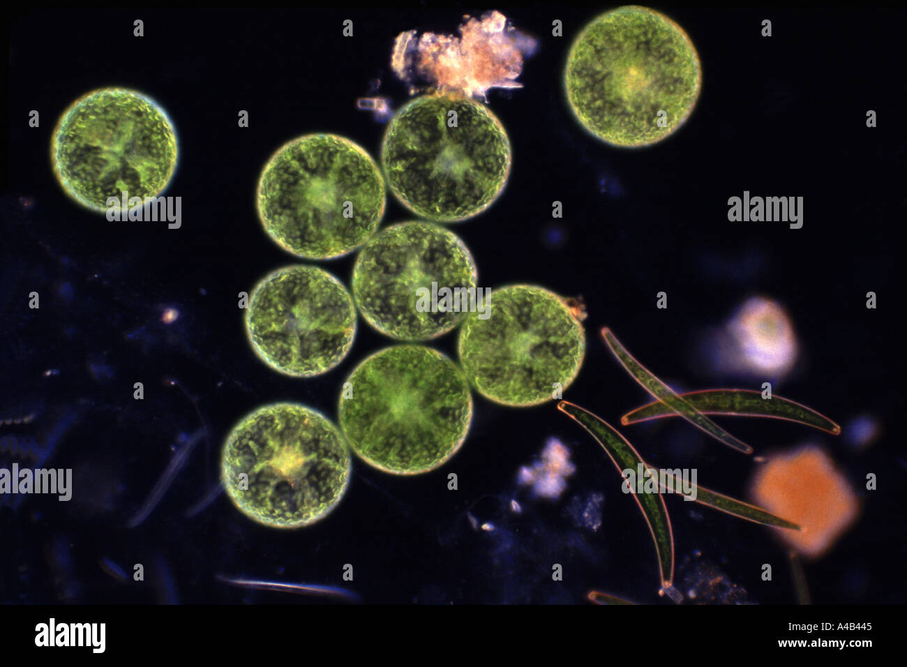 Closterium hi-res stock photography and images - Alamy