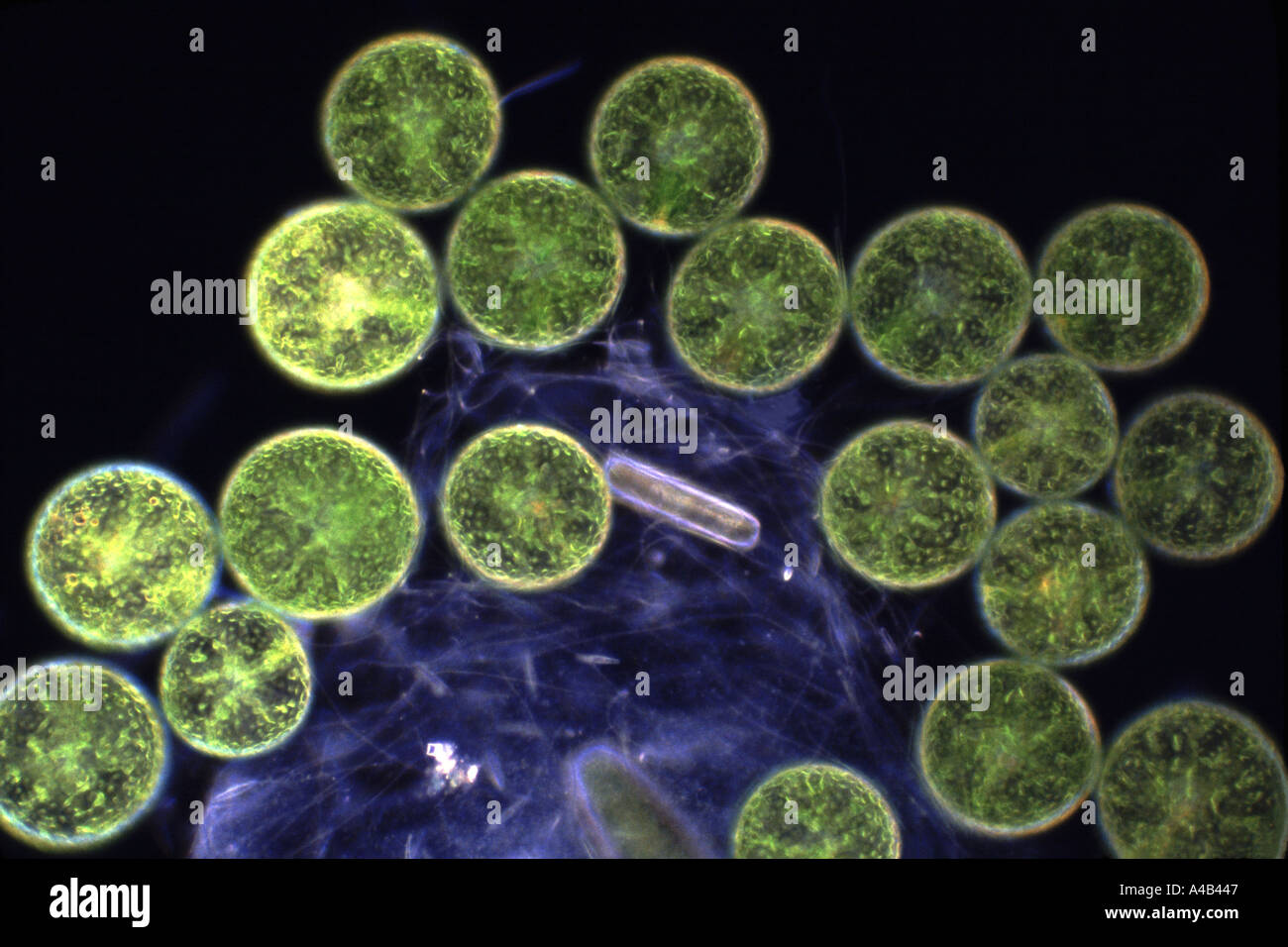 Photomicrograph of living green algae Eremosphaera Stock Photo - Alamy