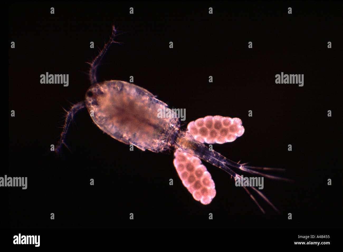 Living Cyclops Animals