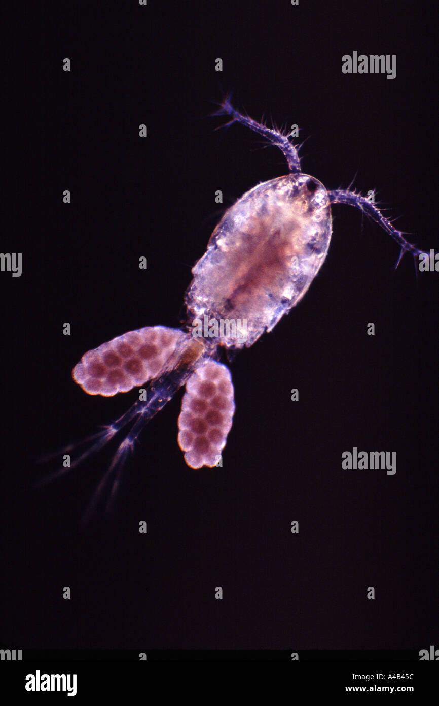 Photomicrograph of living copopod cyclops with eggs Stock Photo - Alamy