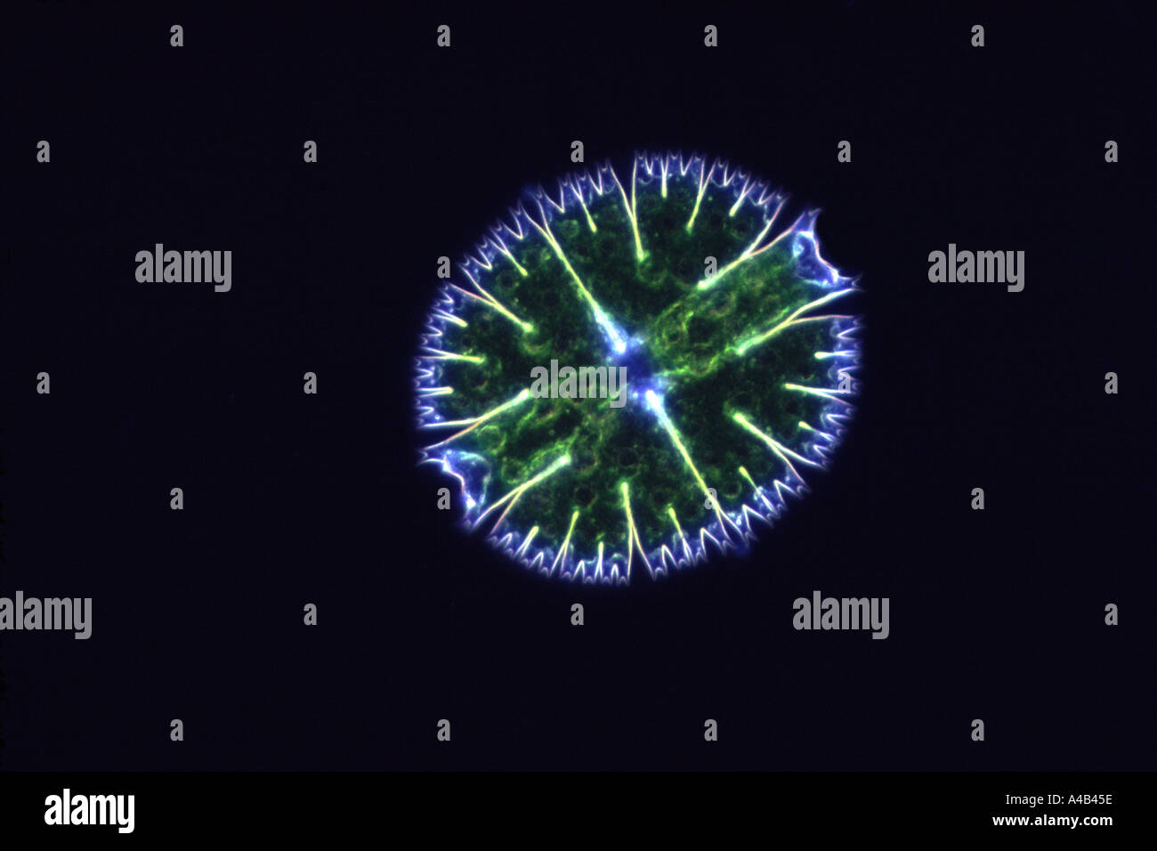 Photomicrograph of living desmid green algae micrasterias Stock Photo ...