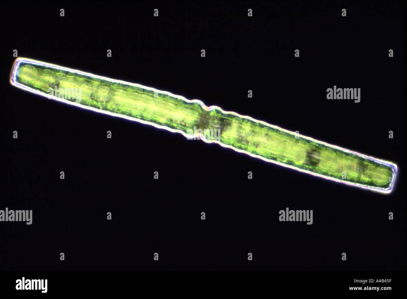 Desmid hi-res stock photography and images - Alamy