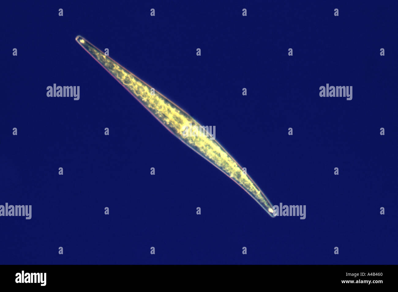 Photomicrograph of living desmid form of green algae closterium Stock ...