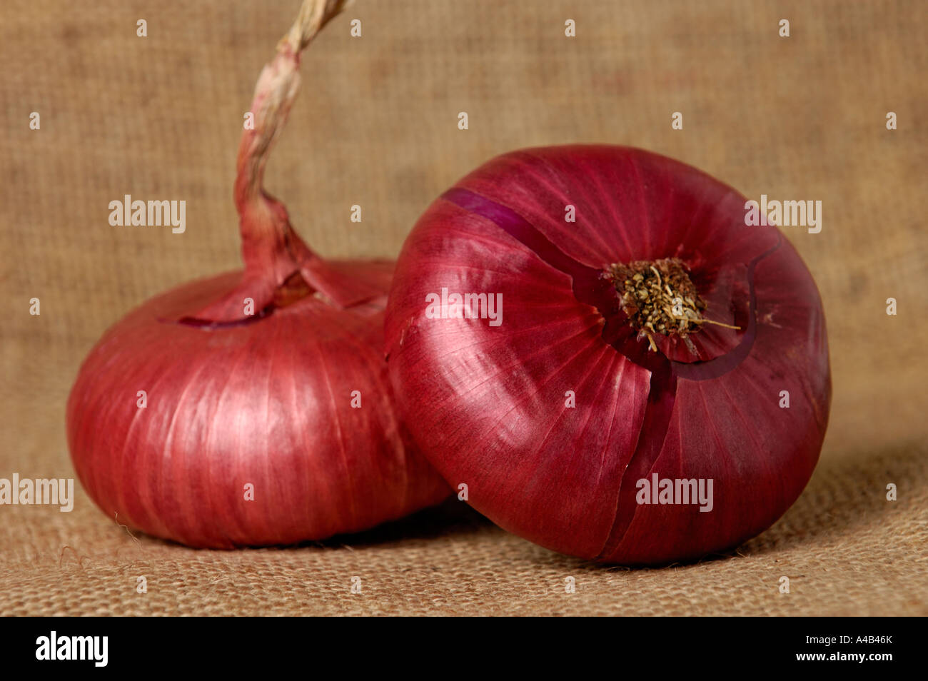 Red onion colour hi-res stock photography and images - Alamy