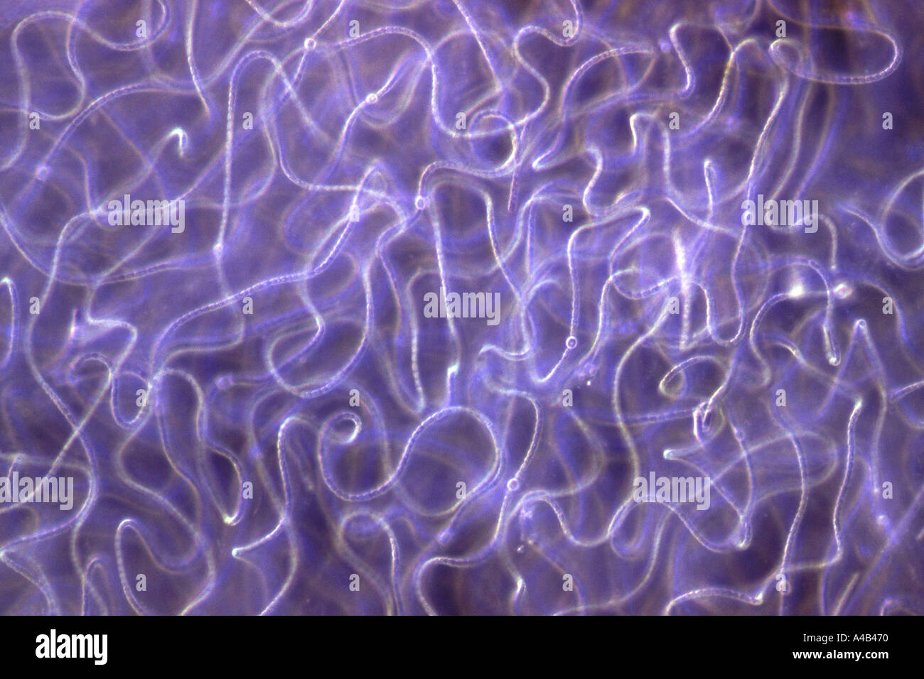 Nostoc algae hi-res stock photography and images - Alamy