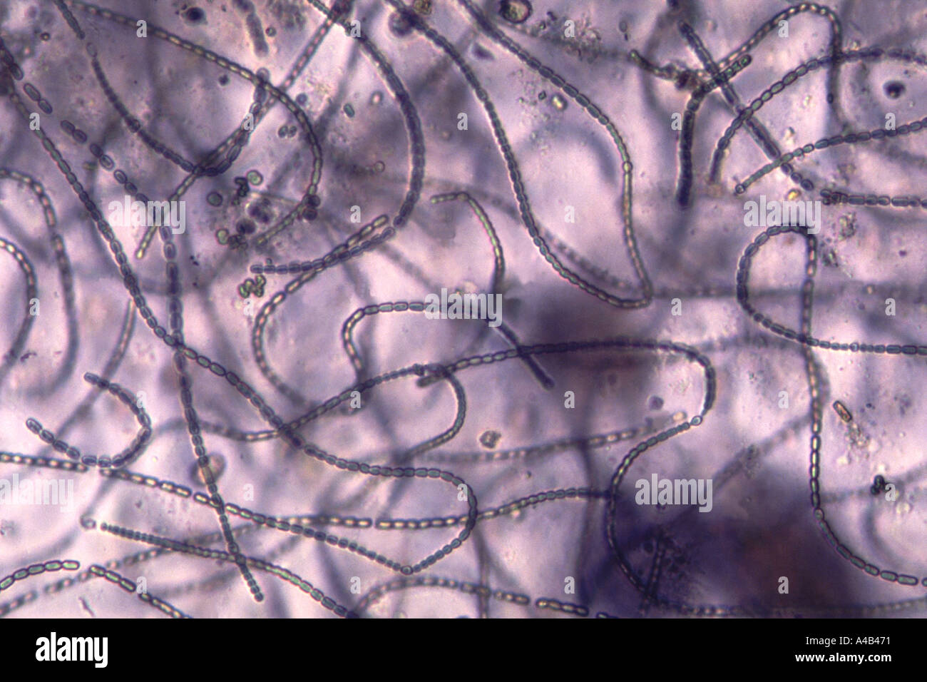 Nostoc algae hi-res stock photography and images - Alamy