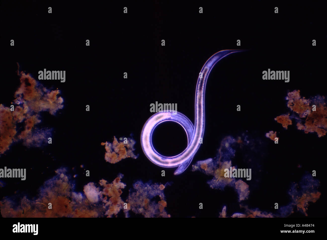 Free living nematode hi-res stock photography and images - Alamy