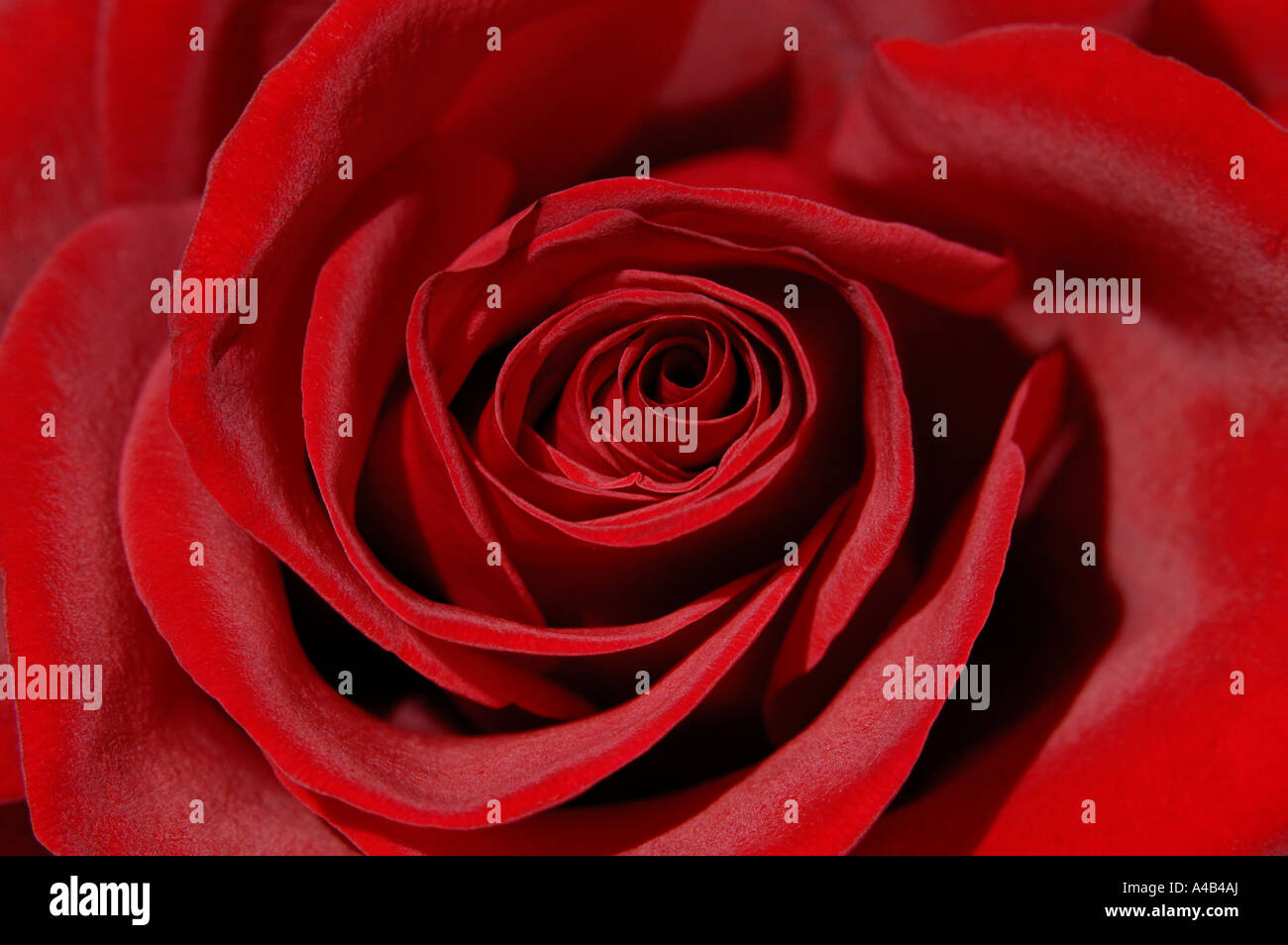 Rose upclose hi-res stock photography and images - Alamy