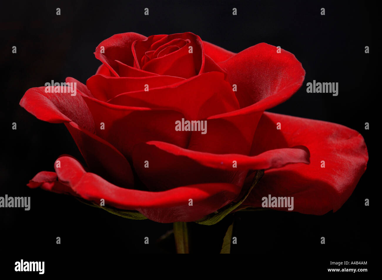 Rose upclose hi-res stock photography and images - Alamy