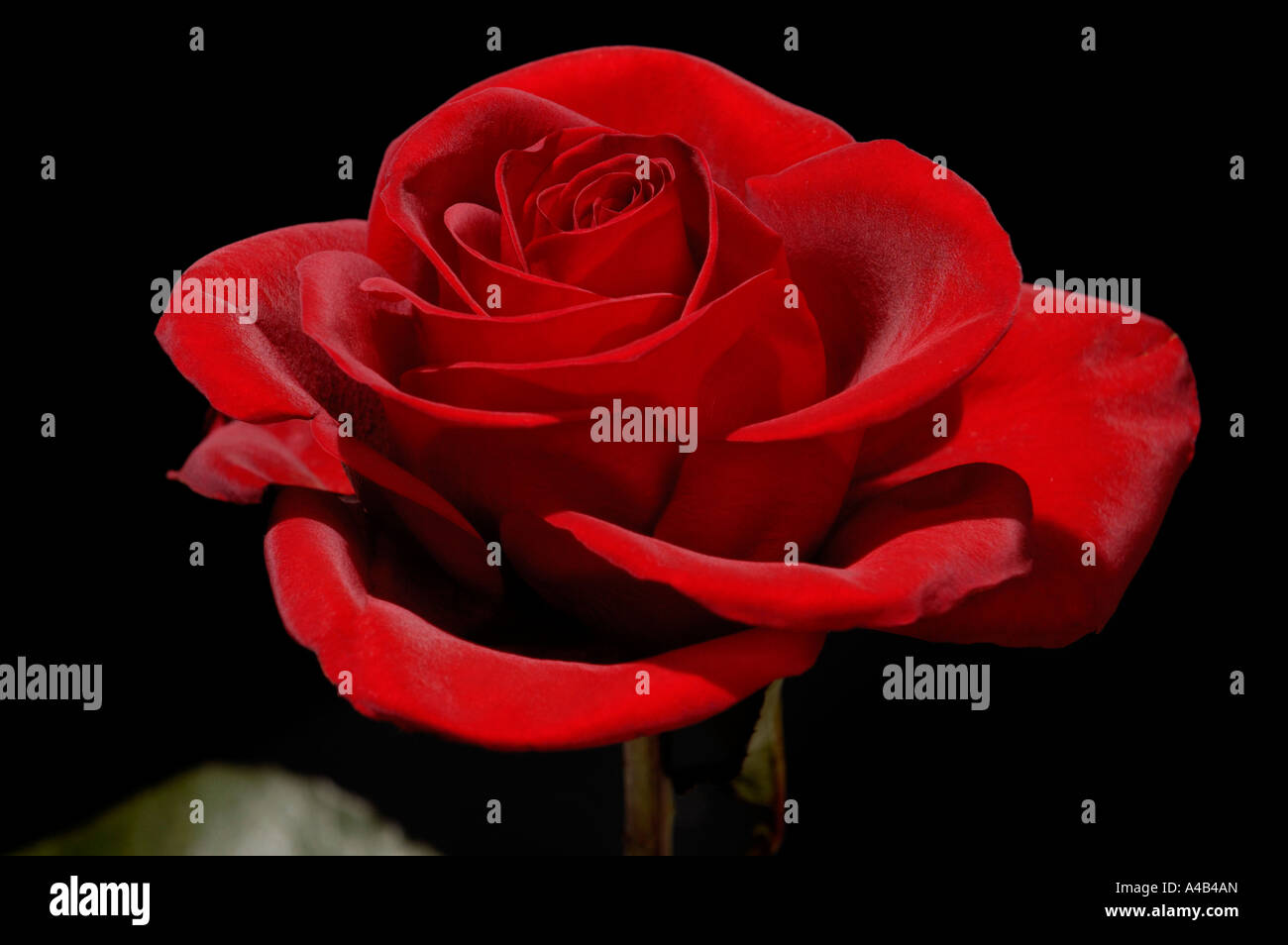 Rose upclose hi-res stock photography and images - Alamy