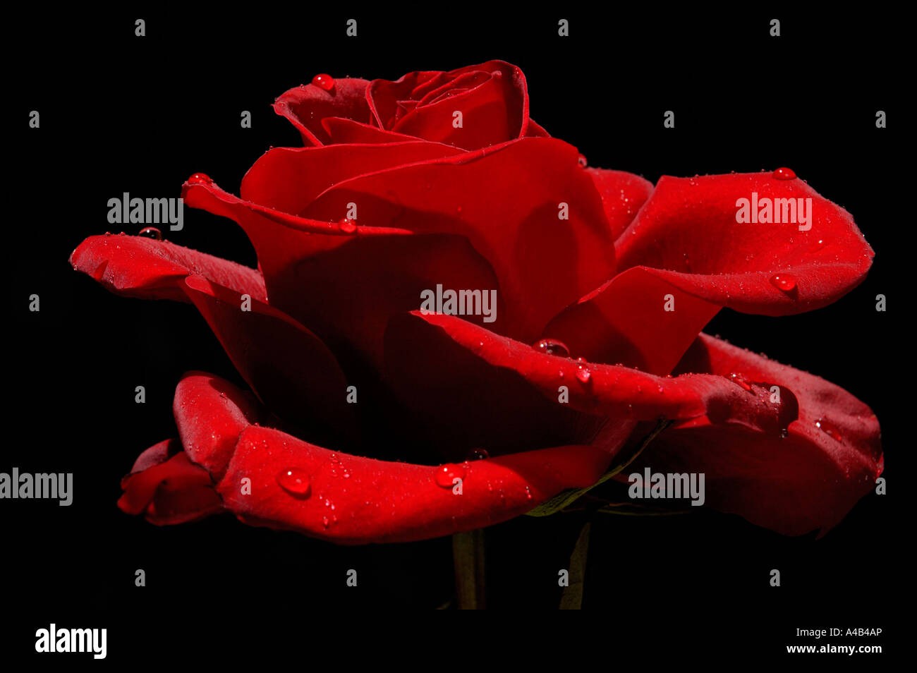 Rose upclose hi-res stock photography and images - Alamy