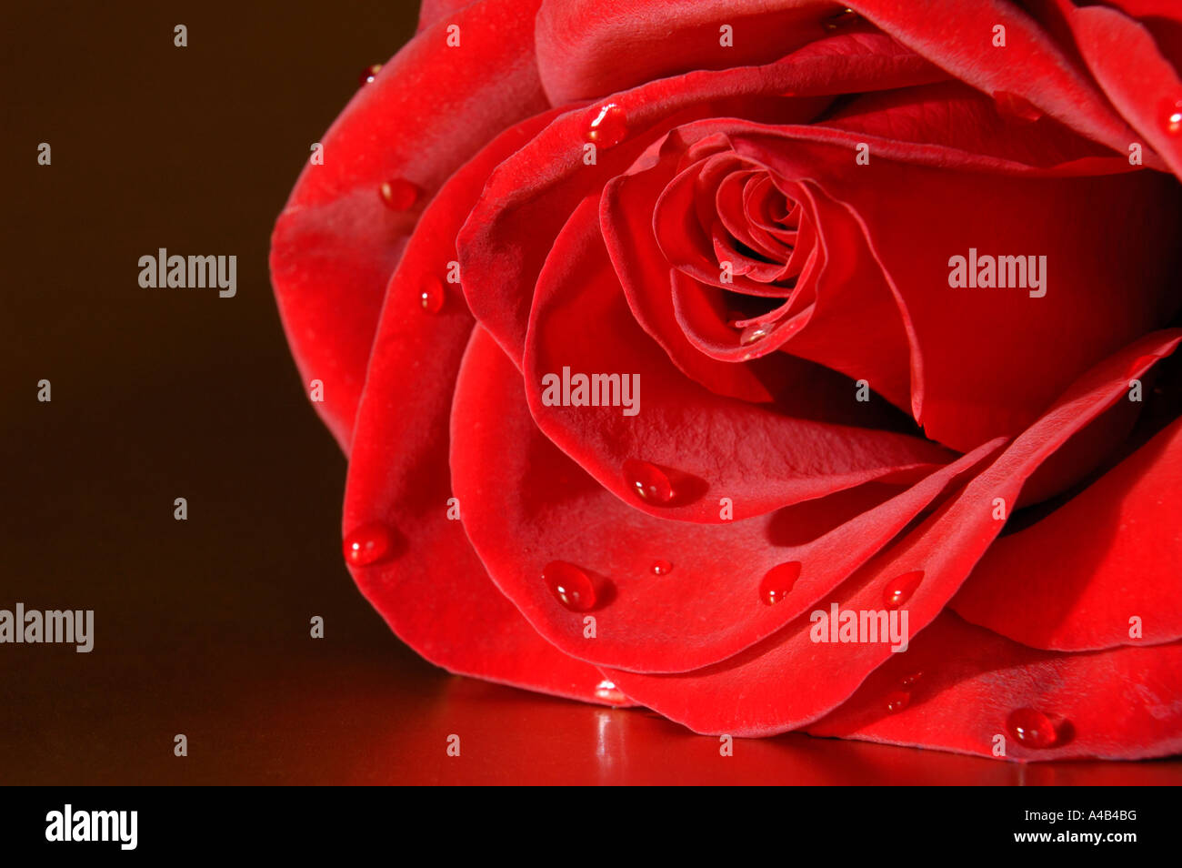 Detailed close up beautiful rose hi-res stock photography and images ...