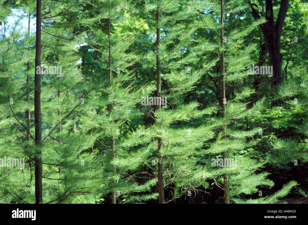 Copse fir forest pine tree trees hi-res stock photography and images ...